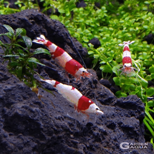 Gamba Caridina CRS SS – GARDEN AQUA
