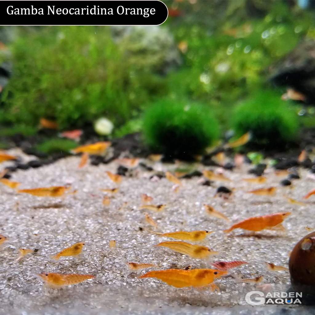 Neocaridina Orange – GARDEN AQUA
